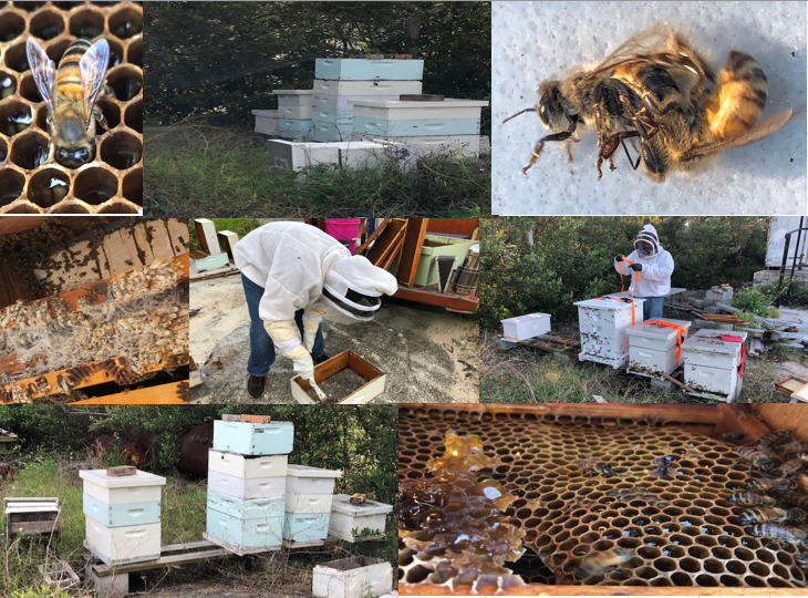 Bee Rescue April 2018 | Transformational Learning Center