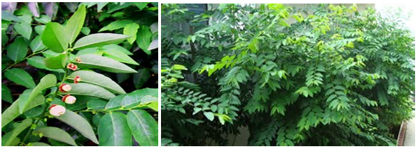 Katuk | Transformational Learning Center